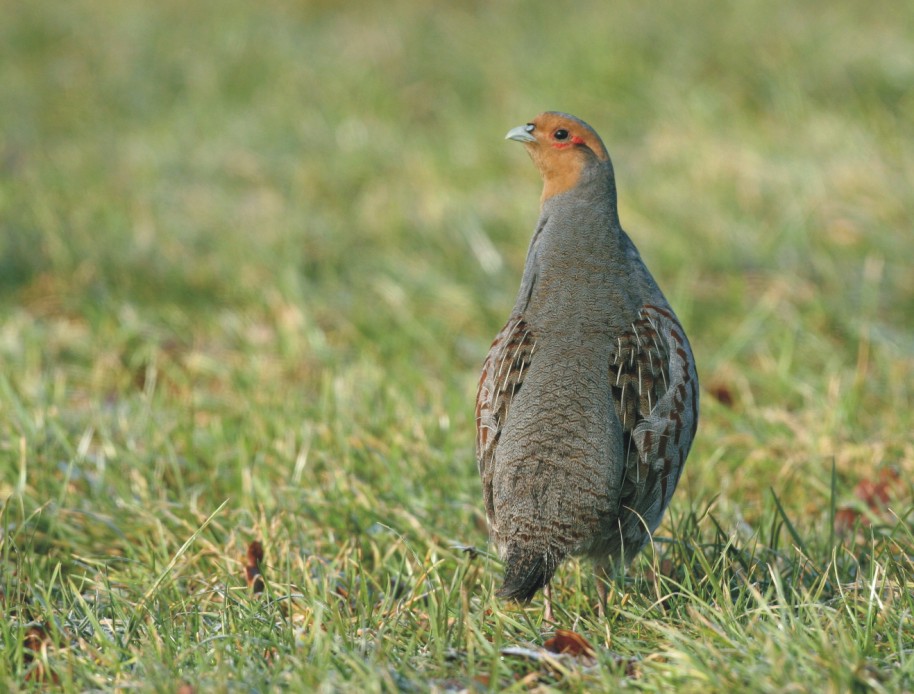 Fantastische eerste resultaten van project “Samen voor de patrijs in ...